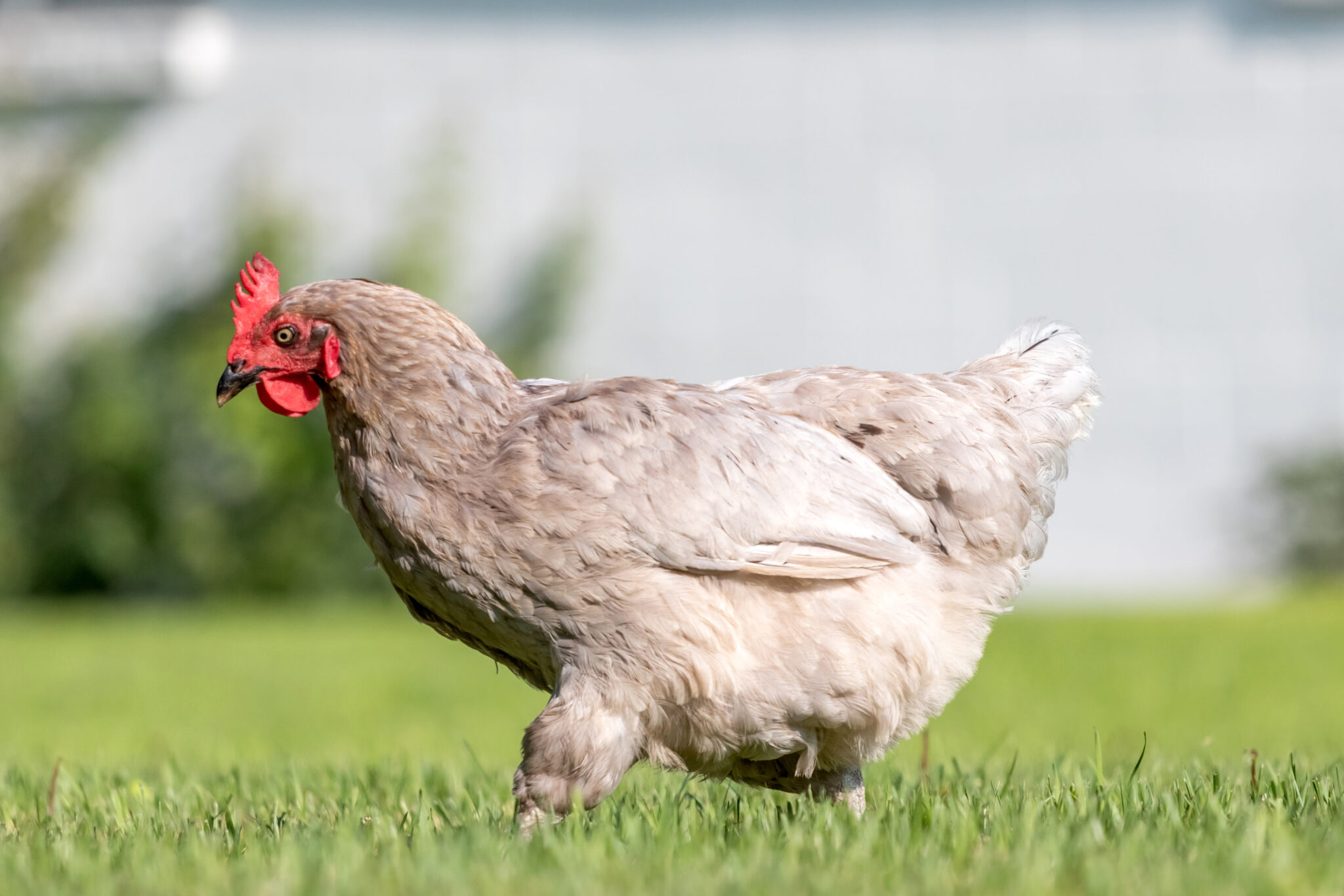 A Guide to Different Colored Chicken Eggs - Backyard Poultry